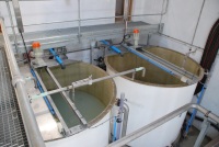 POLY BATCHING & TRANSFER